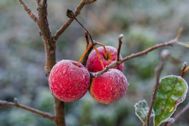 Ice Cider | What is Ice Cider | Buy Ice Cider Online – Press Then Press ...
