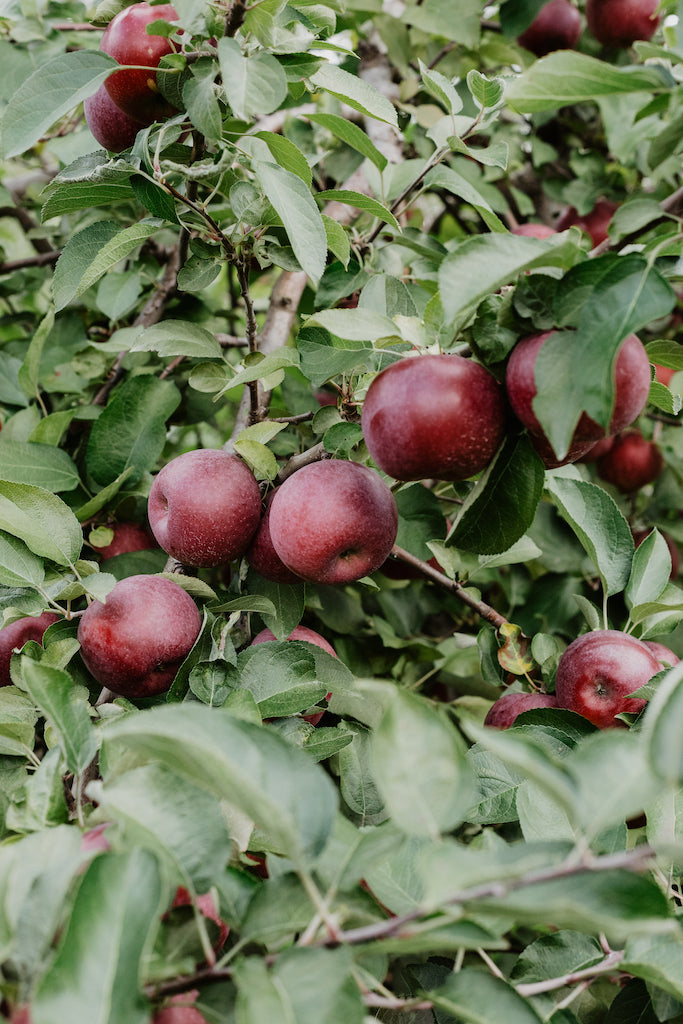 Offset Ciderworks | Buy Offset Cider Online – Press Then Press Cider Shop